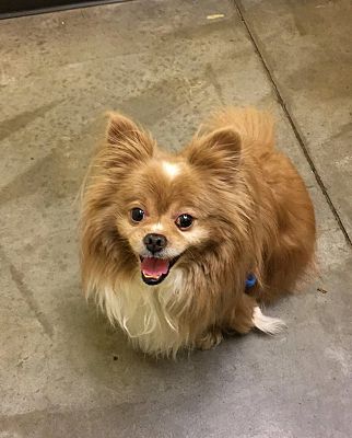 Vansant, VA - Pomeranian/Pekingese. Meet Max a Pet for Adoption ...