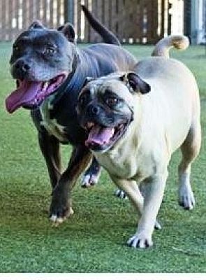 Bonney Lake, WA - American Staffordshire Terrier/Pug. Meet Pebbles ...