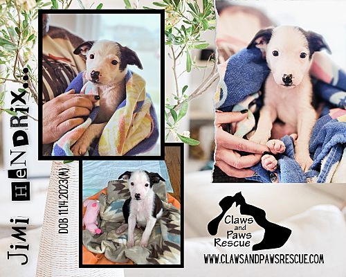 West Branch, MI - Labrador Retriever/Pit Bull Terrier. Meet Jimi ...