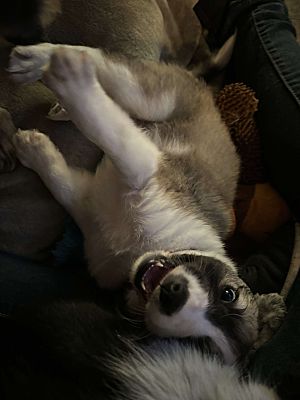 Yamhill, OR - Boykin Spaniel. Meet Theodore a Pet for Adoption ...