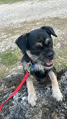 Orlando, FL - Border Terrier. Meet Benji a Pet for Adoption - AdoptaPet.com