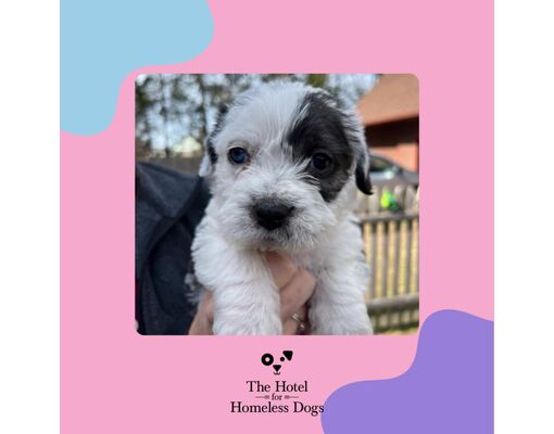 Cumberland, RI - American Staffordshire Terrier/Mixed Breed (Medium ...