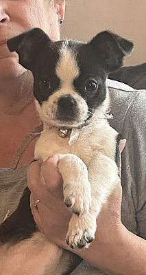 Tonawanda, NY - Boston Terrier/Pekingese. Meet Nova a Pet for Adoption ...
