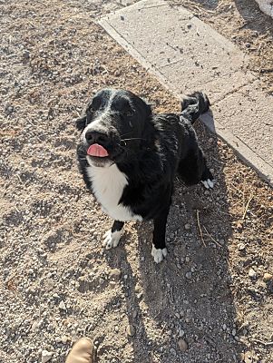Potter, NE - Border Collie/German Shepherd Dog. Meet Reddington a Pet ...