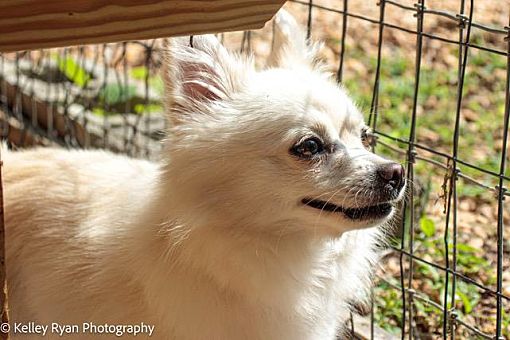 Sandston, VA - Pomeranian. Meet Jojo a Pet for Adoption - AdoptaPet.com