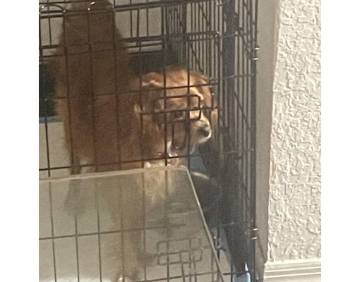 West Palm Beach, FL - Cockapoo. Meet Fluff a Pet for Adoption ...