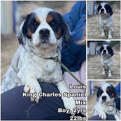 Seattle, WA - Cavalier King Charles Spaniel. Meet Louis from Korea a ...