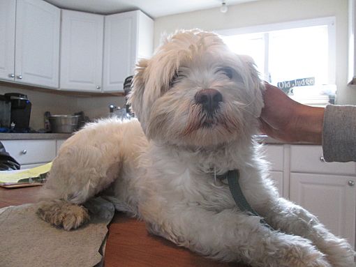 Monroe, CT - Maltese/Poodle (Miniature). Meet Roscoe a Pet for Adoption ...