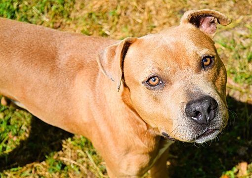 Mobile, AL - American Bulldog. Meet Sanders a Pet for Adoption ...