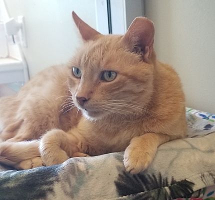 Mipiltas, CA - Domestic Shorthair. Meet Hercules - Maui Cat a Pet for ...