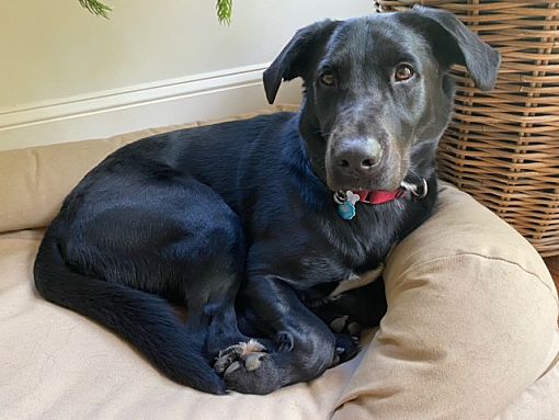 Harrison, NY - Labrador Retriever. Meet Milo a Pet for Adoption ...