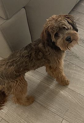 Parker, CO - Yorkie Poo. Meet Cash a Pet for Adoption - AdoptaPet.com