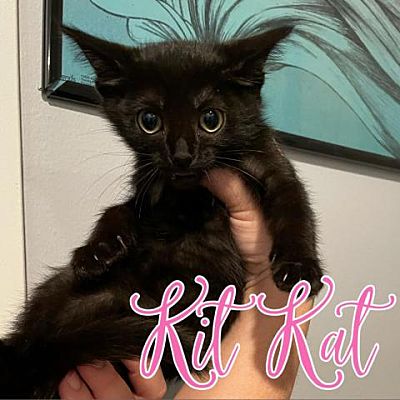 Simi Valley, CA - Domestic Shorthair. Meet Kit Kat a Pet for Adoption ...
