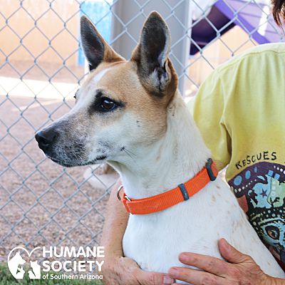 Tucson, AZ - Jack Russell Terrier. Meet SIMONE a Pet for Adoption ...