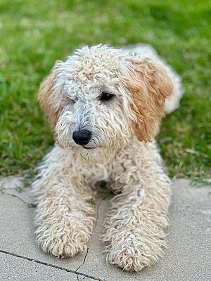 Campbell, TX - Goldendoodle. Meet Jasper a Pet for Adoption - AdoptaPet.com