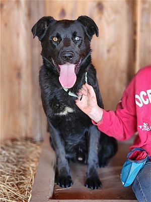 Yreka, CA - Labrador Retriever. Meet Edgar a Pet for Adoption ...