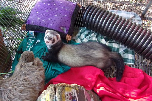 Christmas, FL - Ferret. Meet Ferrets a Pet for Adoption - AdoptaPet.com