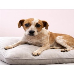 Cookeville, TN - Feist. Meet *BABY SPICE* a Pet for Adoption ...