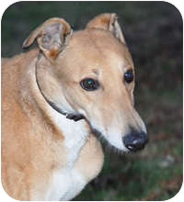 Ware, MA - Greyhound. Meet Sammy a Pet for Adoption - AdoptaPet.com