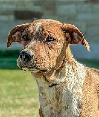Hartford, CT - Boxer/Pointer. Meet Casimiro a Pet for Adoption ...