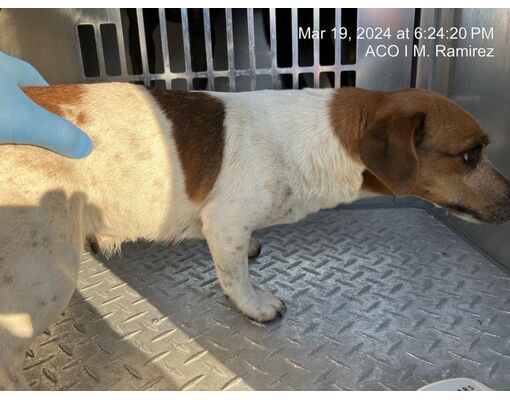 Naples, FL - Jack Russell Terrier. Meet SUZIE a Pet for Adoption ...