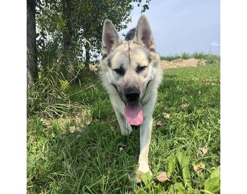 Napoleon, OH - German Shepherd Dog. Meet Chief a Pet for Adoption ...