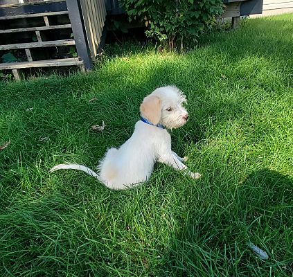 Muskego, WI - Maltese/Rat Terrier. Meet Winston the Maltese Mix Puppy a ...