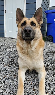 North Charleston, SC - German Shepherd Dog. Meet Shep a Pet for ...