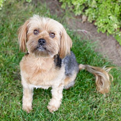 West Linn, OR - Lhasa Apso/Yorkie, Yorkshire Terrier. Meet Liberty a ...