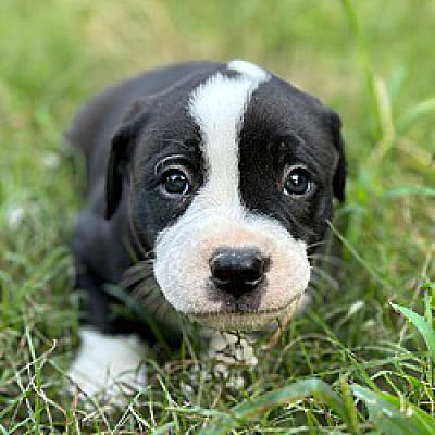 Montvale, NJ - Bulldog/Terrier (Unknown Type, Medium). Meet Mister a ...