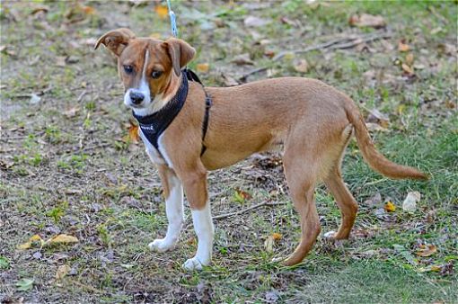 Brick, NJ - Jack Russell Terrier/Hound (Unknown Type). Meet Chocolate ...