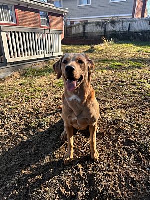 Silver Spring, MD - Labrador Retriever. Meet Buddy a Pet for Adoption ...