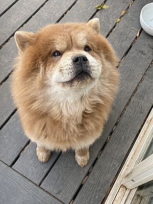 Magna, UT - Chow Chow/Basenji. Meet Chester a Pet for Adoption ...