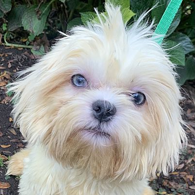Mishawaka, IN - Shih Tzu. Meet Bionic Pedro a Pet for Adoption ...