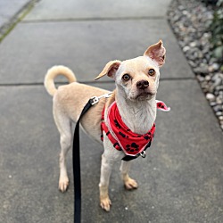 Lynnwood, WA - Chihuahua/Whippet. Meet Aro a Pet for Adoption ...