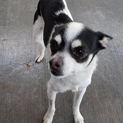 Palos Verdes Peninsula, CA - Jack Russell Terrier. Meet Finnegan a Pet ...