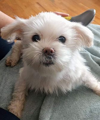 Warren, MI - Maltese. Meet Betsy a Pet for Adoption - AdoptaPet.com