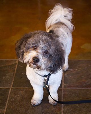 Orange, CA - Poodle (Miniature)/Bichon Frise. Meet Cairo a Pet for ...
