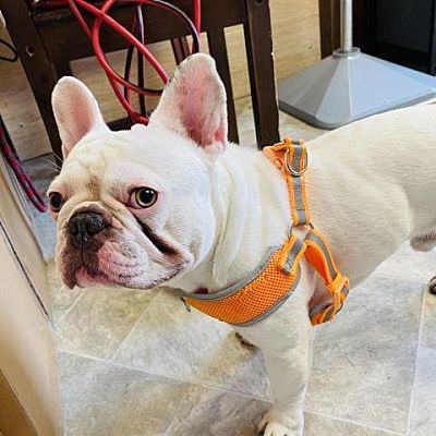 San Pablo, CA - French Bulldog. Meet Milo a Pet for Adoption ...