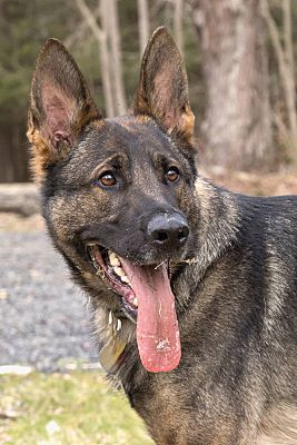 Wayland, MA - German Shepherd Dog. Meet Tank a Pet for Adoption ...
