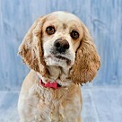 Cocker Spaniel Puppies - Rescue and Adoption Near You