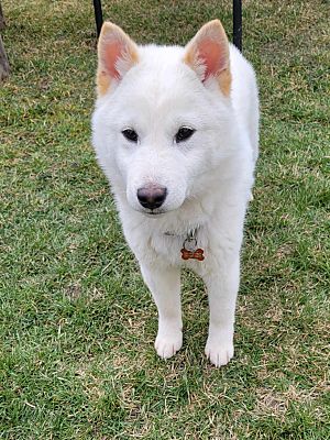 Kelowna, BC - Shiba Inu/American Eskimo Dog. Meet Echo - Not Available ...