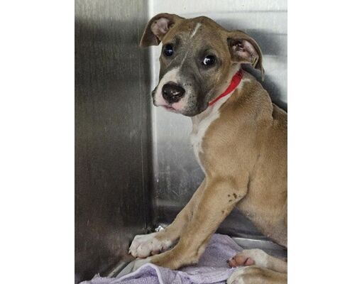 Baton Rouge, LA - American Pit Bull Terrier/Mixed Breed (Medium). Meet ...