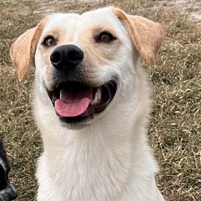 Baltimore, MD - Samoyed/Mixed Breed (Medium). Meet Finn JuM a Pet for ...