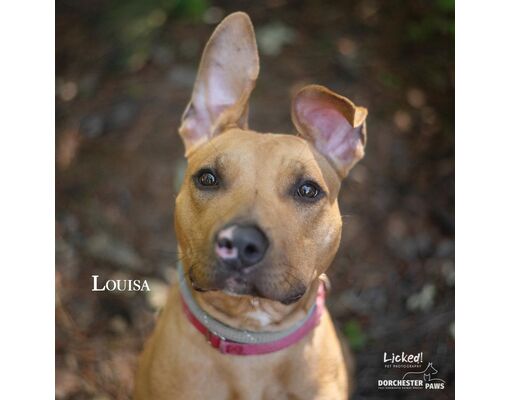 Summerville, SC - American Pit Bull Terrier. Meet Louisa a Pet for ...