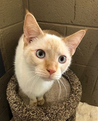 Versailles, KY - Siamese. Meet Julian a Pet for Adoption - AdoptaPet.com