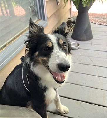 Alpharetta, GA - Border Collie. Meet Ziggie Zelda a Pet for Adoption ...