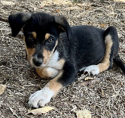 Columbus, OH - Beagle/Labrador Retriever. Meet FREYA a Pet for Adoption ...