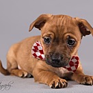 Papillon Puppies - Papillon Rescue and Adoption Near You