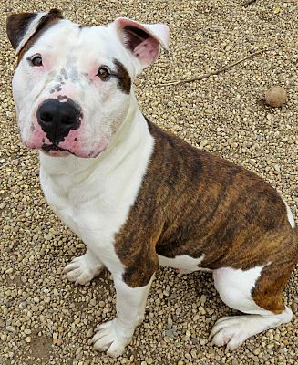Amityville, NY - American Bulldog. Meet Spud a Pet for Adoption ...
